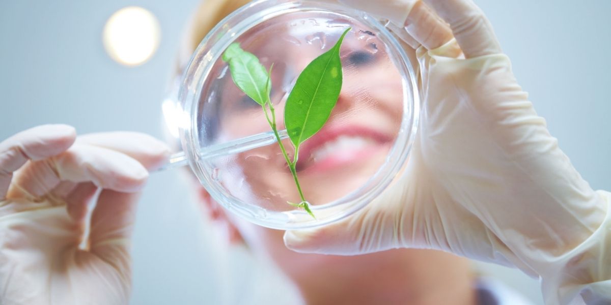 Botanical Extracts Explained Micellar Skincare